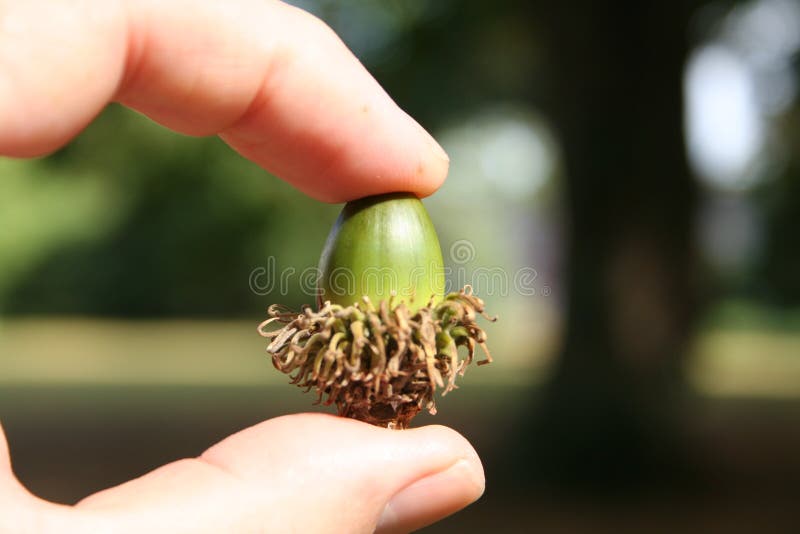 Eikel stock afbeelding. Image of zaad, leven, potentieel - 5757189