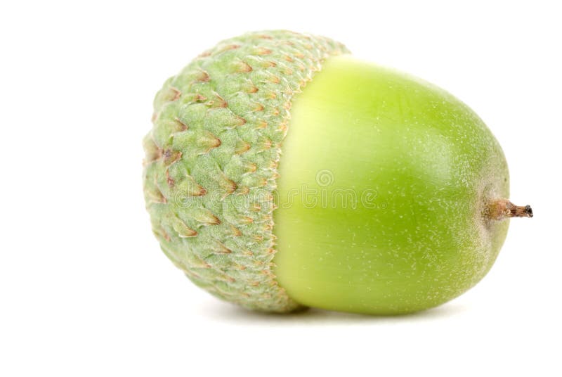 De close-up van de eikel stock foto. Afbeelding bestaande uit ...