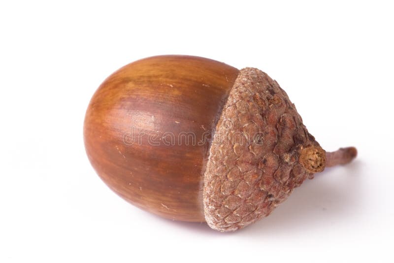 Eikel stock foto. Image of leven, blad, vers, oktober - 6551796