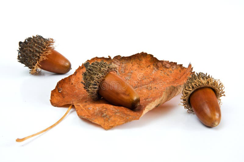 Eikel en blad stock afbeelding. Image of nave, achtergrond - 10689495