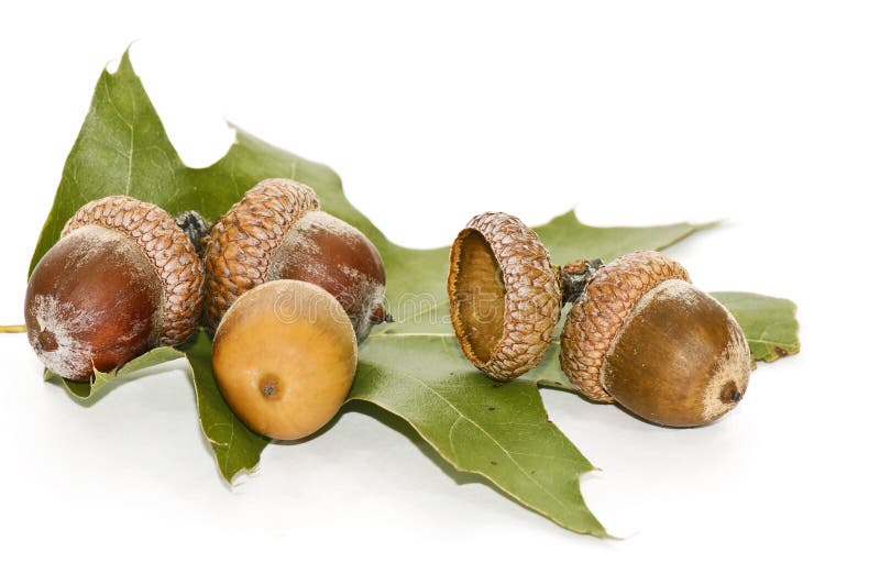 Eikel en blad stock foto. Image of boom, eikel, zomer - 16918062