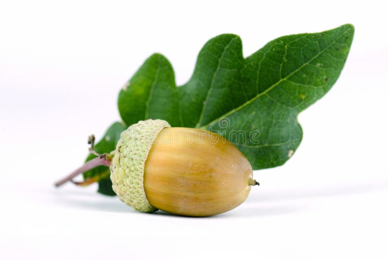 Eikel stock foto. Image of noot, eikel, begin, bruin, macro - 6718204