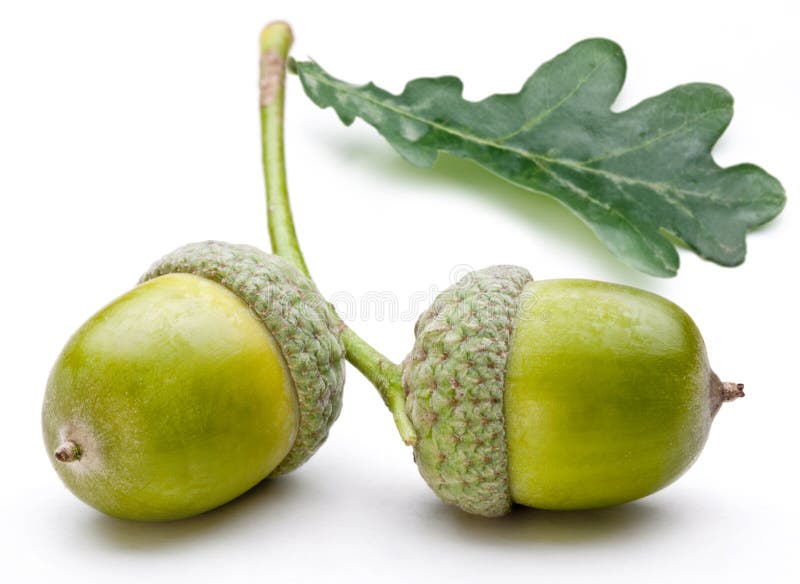 Eikel stock foto. Image of eikel, voorwerp, nave, één - 26447034