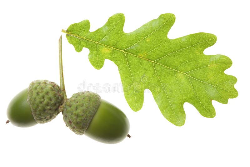 Eikel met een eikenblad stock afbeelding. Image of plantkunde - 10714619