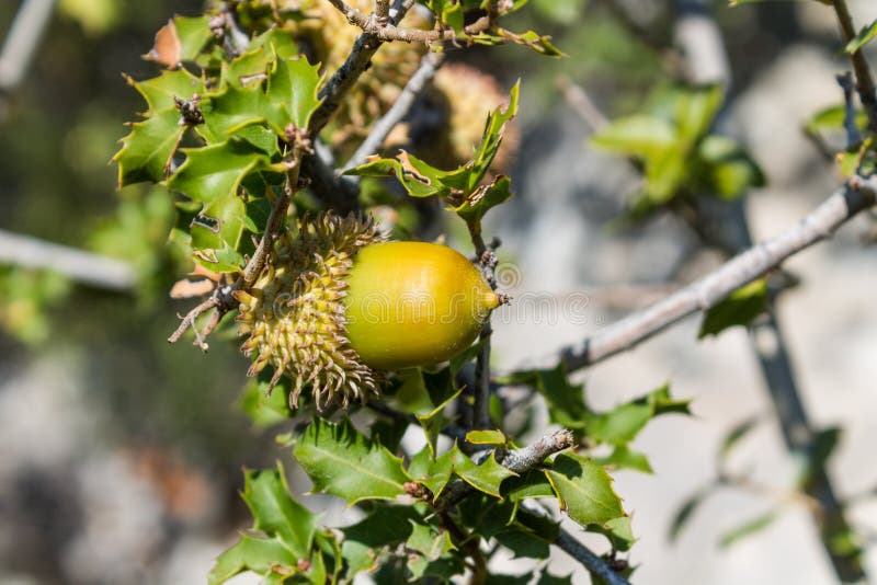 Eikel op eiken boom stock foto. Image of vettig, bladeren - 92817462