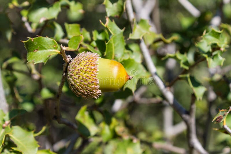 Eikel op eiken boom stock foto. Image of gouden, achtergrond - 94161120