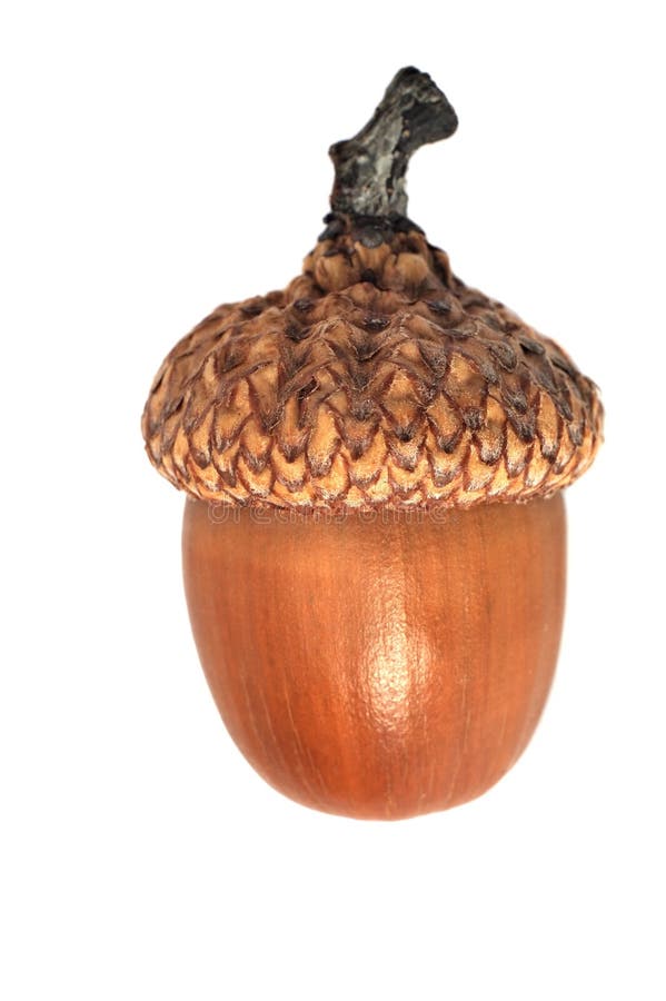 Eikel Op Witte Achtergrond Wordt Geïsoleerd Die Stock Foto - Image of ...
