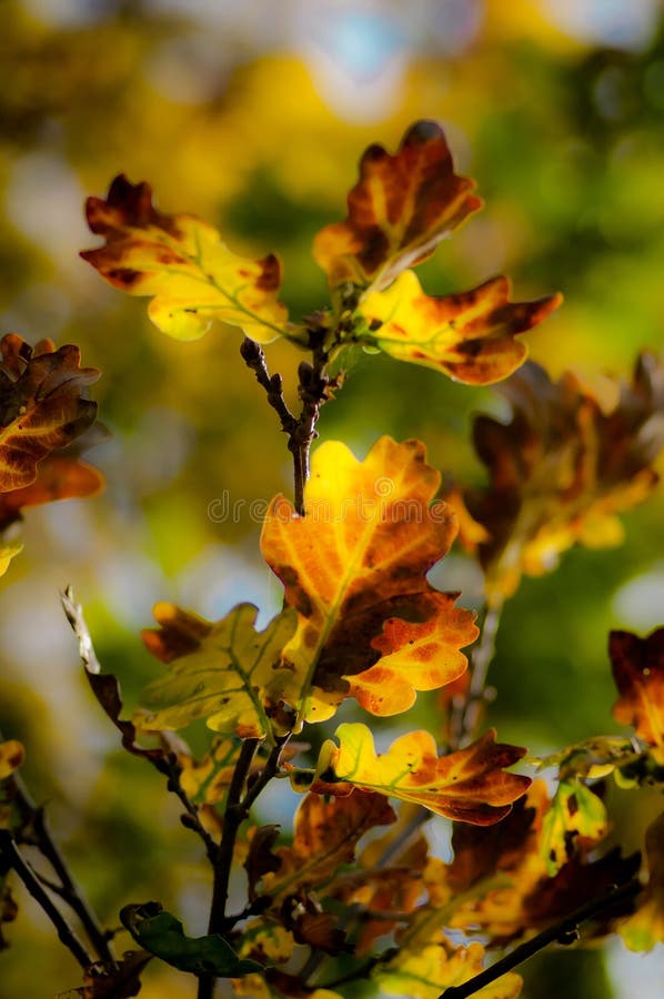 Eiken Bladeren in De Herfstlicht Stock Afbeelding - Image of gouden, licht: 45803329