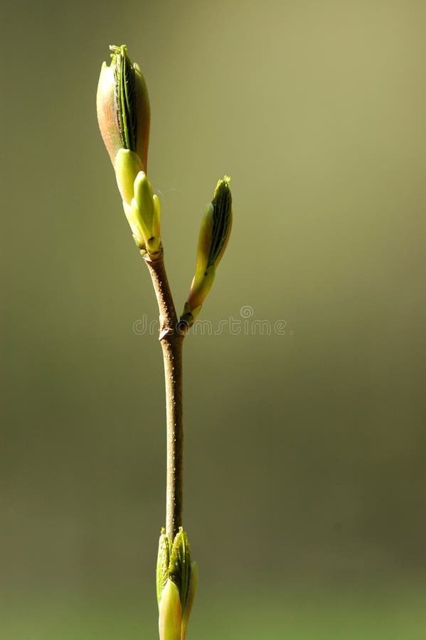 De Knoppen Van Het Blad Van Beuk - Macro Stock Foto - Image of bruin ...