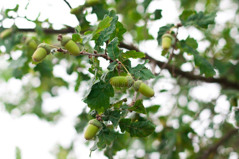 Eiken-boom stock foto. Image of nieuw, hoop, eikel, bloem - 16631936