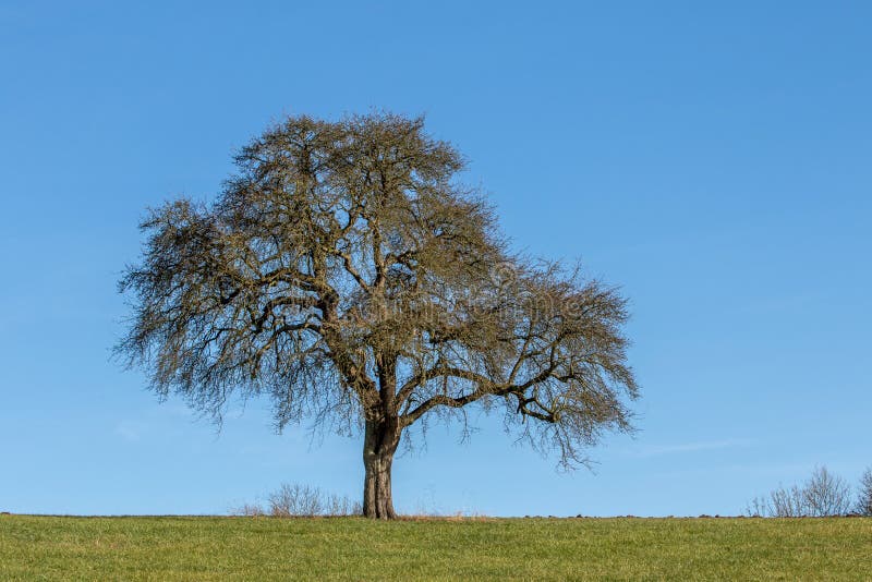 Eik stock foto. Image of duits, landschap, nave, boom - 93235954