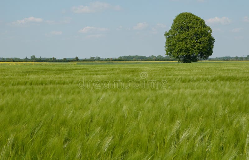 Eiken Boom in De Vroege Zomer Stock Afbeelding - Image of bruin, zomer ...