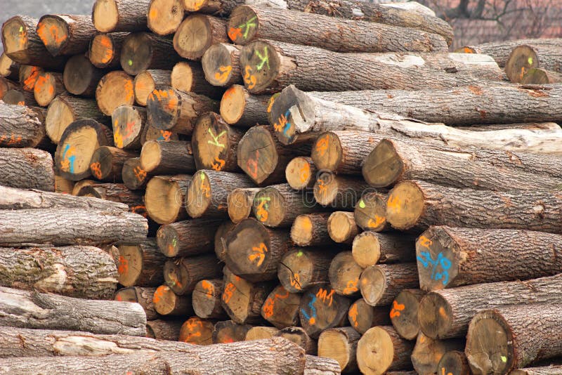 Eiken boomstammen 1 stock afbeelding. Image of installatie - 83541113