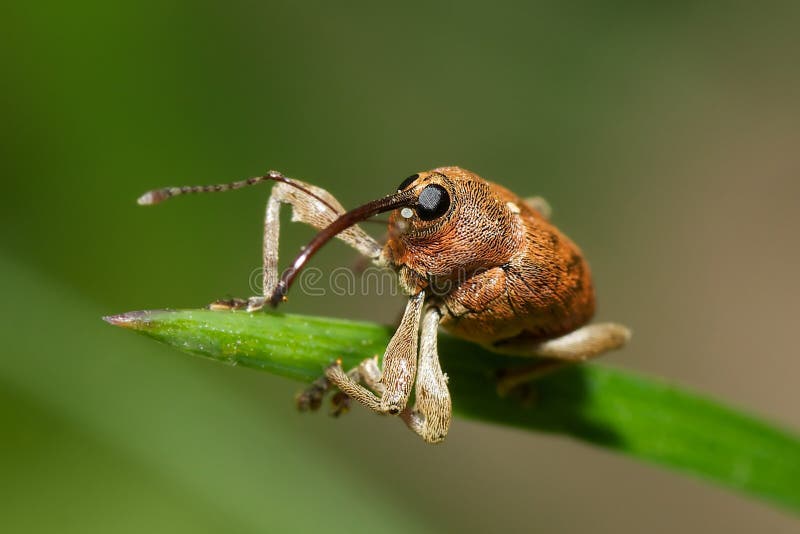 Eiken graanklander stock foto. Image of neus, insect - 14453506