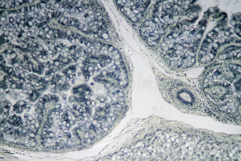 Eimeria stiedae stock image. Image of intrecellular - 121611509