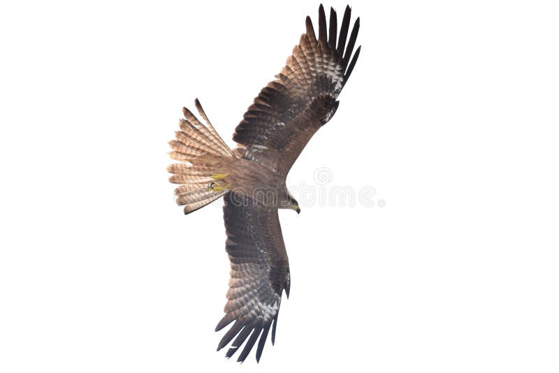 Ein Adler, Hoch Fliegend Mit Freiheit Stockfoto - Bild von harmonie ...