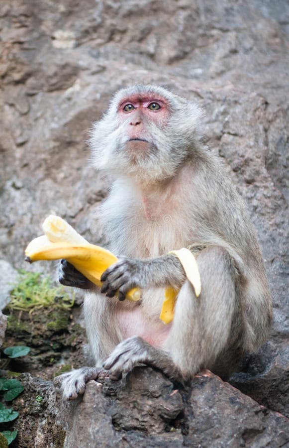 Ein Affe Mit Banane Sitzen Auf Felsen Stockfoto - Bild von frech, essen ...