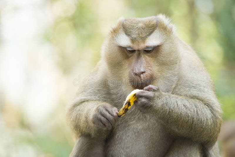 Ein Affe in Thailand Eine Banane Essend Stockfoto - Bild von thailand ...