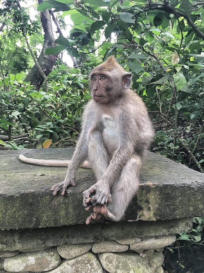 A Monkey in the Monkey Forest in Ubud Stock Photo - Image of irgendwo ...