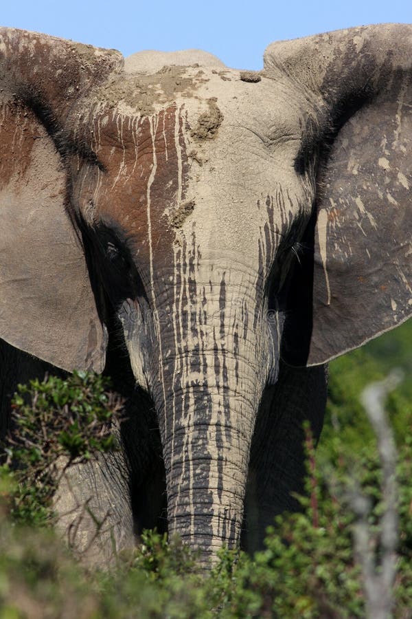 Ein Afrikanischer Elefant Gemalt Mit Schlamm Stockbild - Bild von baden ...