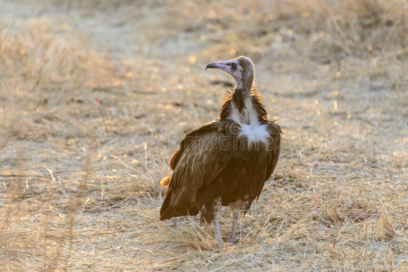 Afrikanischer Geier - Caprivi Streifen - Namibia Stockbild - Bild von ...