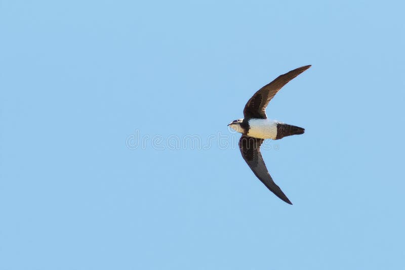 Ein Alpensegler, Tachymarptis-melba, Im Flug Stockfoto - Bild von ...