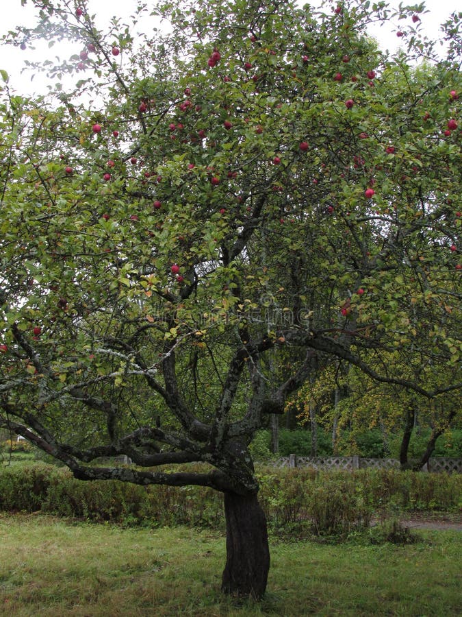 Ein Alter Apfelbaum Im Regen Stockfoto - Bild von form, früh: 109071954