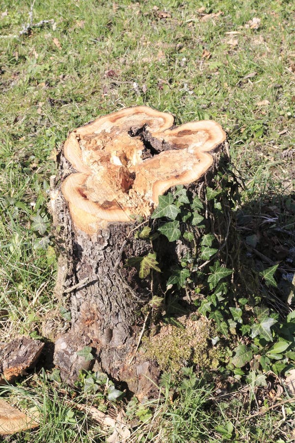 Baumstumpf, Gesägter Baum Bedeckt Mit Dem Moos, überwältigt Stockfoto ...