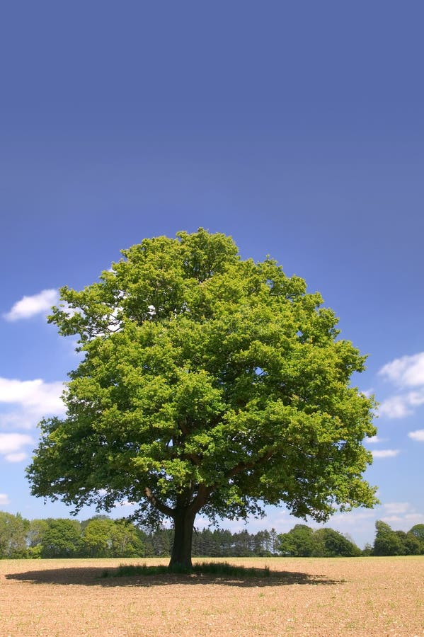 Mächtiger Eichen-Baum stockfoto. Bild von riesig, frühling - 2034152