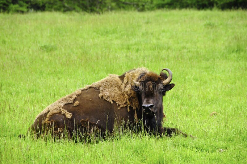 Ein Amerikanischer Bison-Stillstehen Stockfoto - Bild von nahaufnahme ...