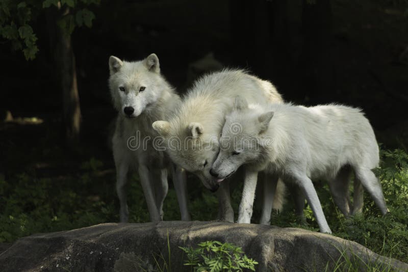 Ein Arktischer Wolfsrudel in Einem Wald Stockbild - Bild von arktisch ...