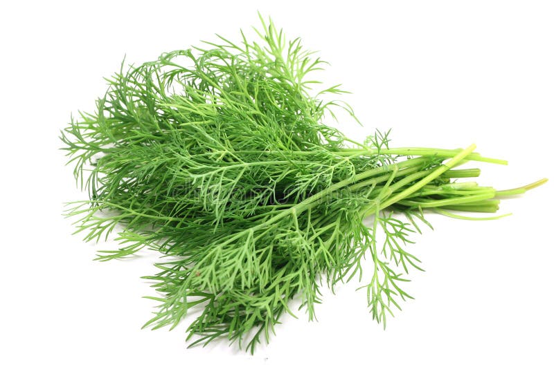 Bündel frischer Dill stockbild. Bild von gesund, ergänzung - 41383987