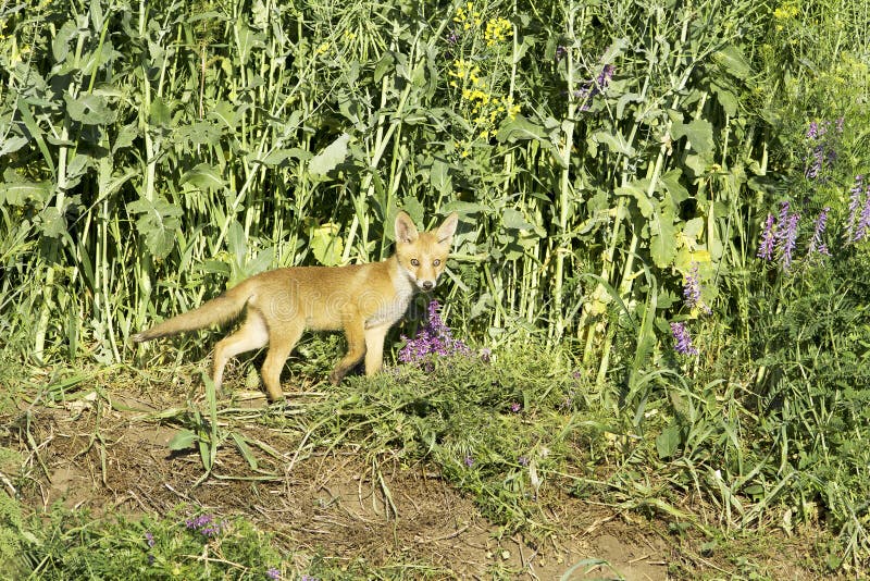 Ein Babyfuchs um sein Loch stockbild. Bild von heck, schönheit - 31167575