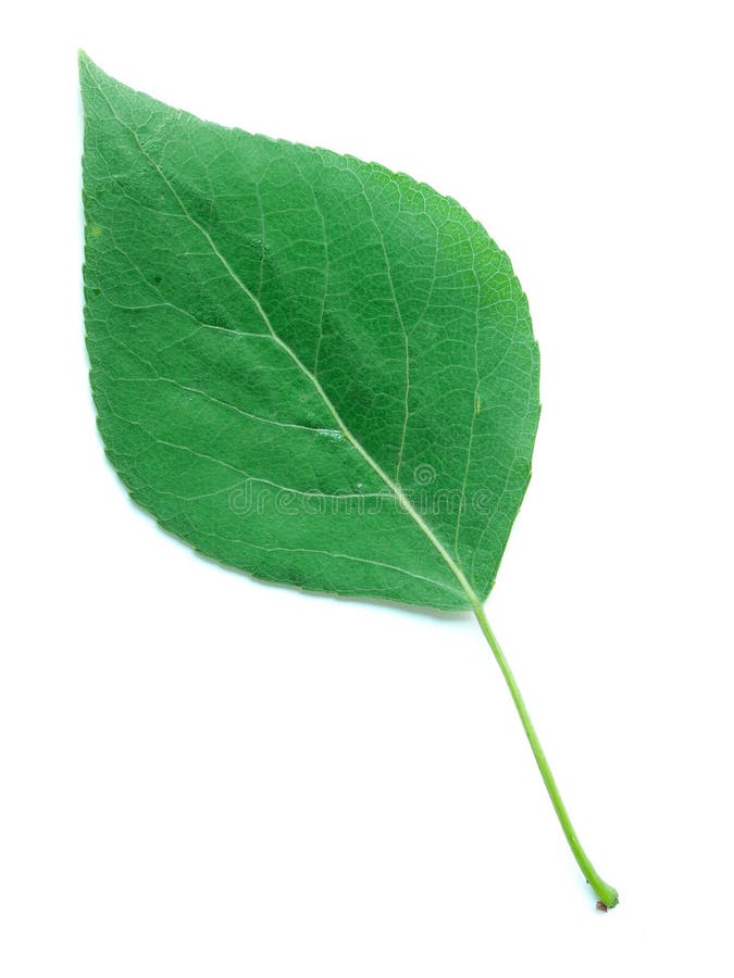 Ein Blatt Eines Pappelbaums Stockbild - Bild von betrieb, pflanzen ...
