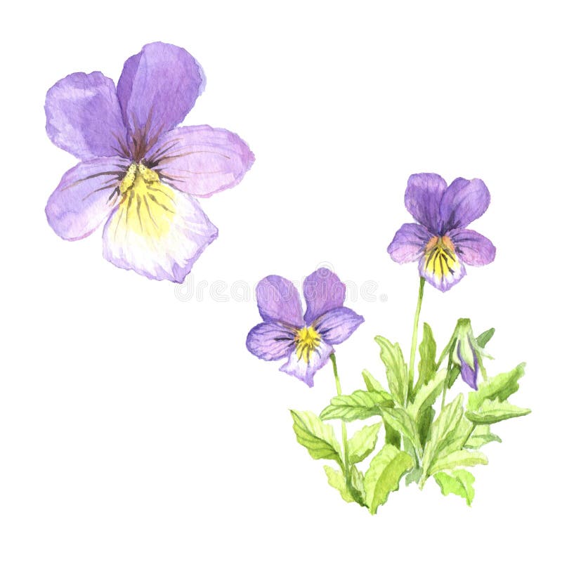 Zeichnung von Veilchen stock abbildung. Illustration von veilchen ...