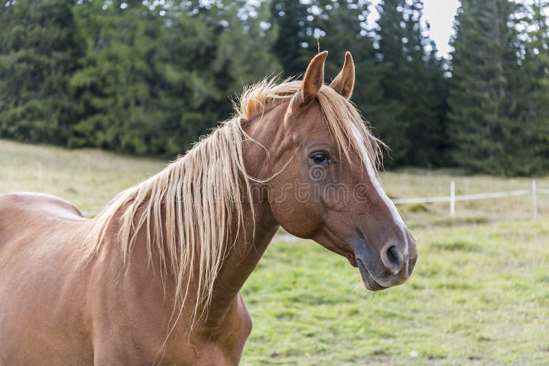 Brown-Pferd Isst Gras Auf Der Wiese Im Seitenansichtende Des Herbstes ...