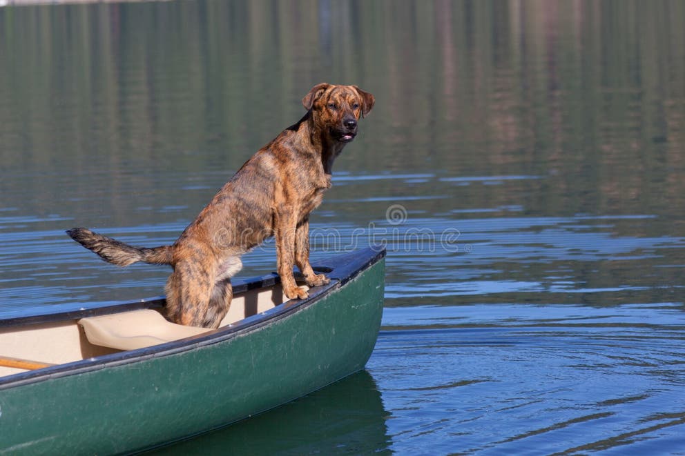 Ein Getigerter Plott Hound Auf Einem Boot Stockfoto - Bild von tier ...