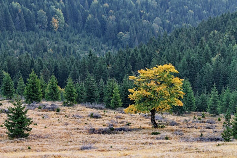Ein Buchenbaum Zwischen Kieferlandschaft Stockbild - Bild von kiefern ...