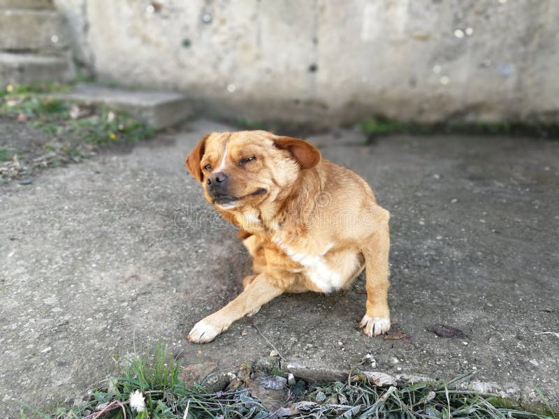 Ein dog& x27; s-Leben stockbild. Bild von hunde, leben - 105445537