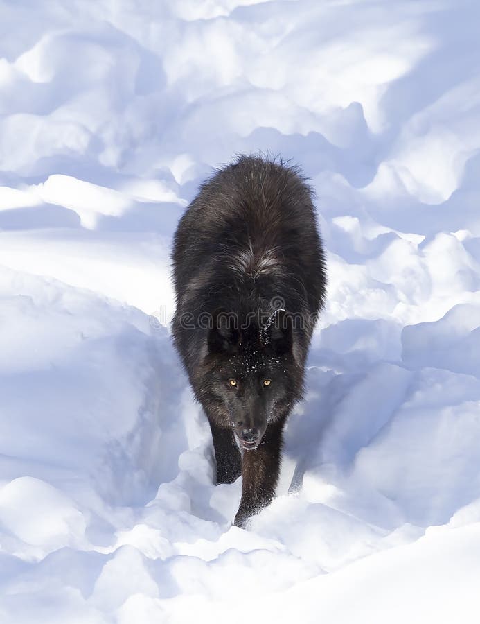 Schwarzer Wolf, Der In Den Schnee Geht Stockbild - Bild von polar, hund: 87356185