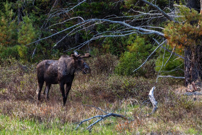Ein Elch im Wald stockbild. Bild von karibu, tier, abgedeckt - 35135843