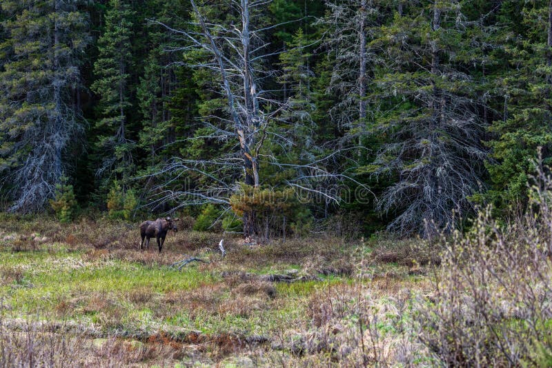 Ein Elch im Wald stockbild. Bild von karibu, tier, abgedeckt - 35135843