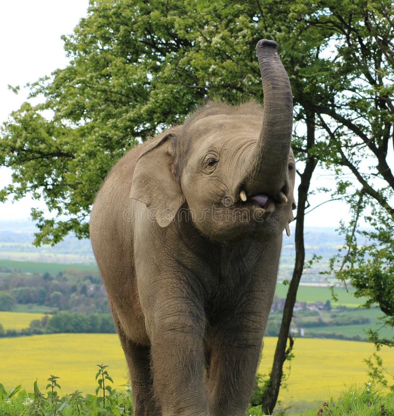 Ein Elefant stockfoto. Bild von wekzeugspritze, bäume - 41000206