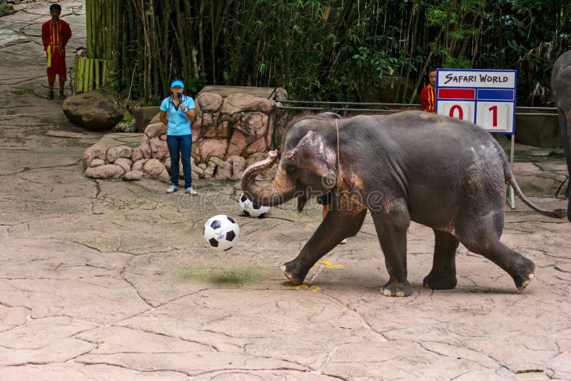 Elefant-Fußball stockfoto. Bild von fußball, elefant - 29708046