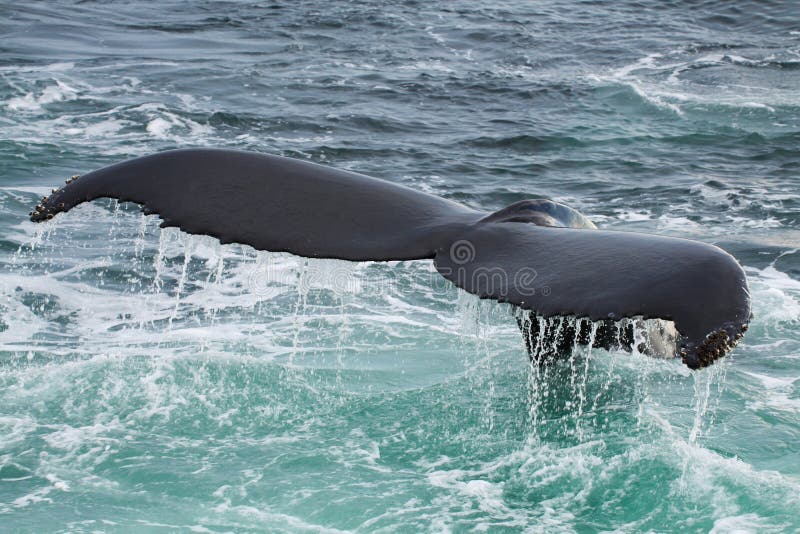 Buckelwal stockfoto. Bild von wellen, durchbrechen, tauchen - 30098786
