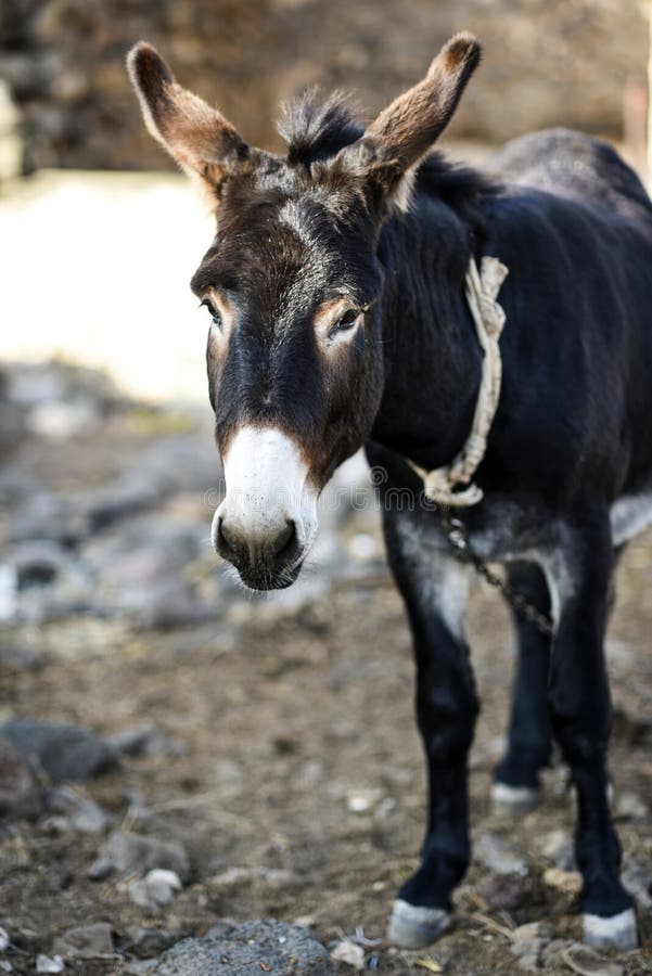 Ein Esel, Der Auf Der Bauernhof ` S Scheune Steht Stockfoto - Bild von ...
