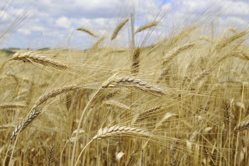 Ein Feld der Gerste stockbild. Bild von betrieb, gewicht - 5748105