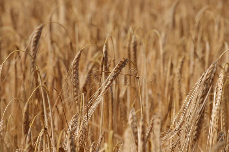 Gerste Fast Bereit Zu Ernten Stockbild - Bild von ernten, bereit: 121296783