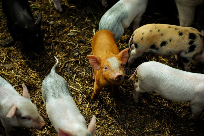 Ferkel stockbild. Bild von vieh, draussen, zufuhr, essen - 49390479