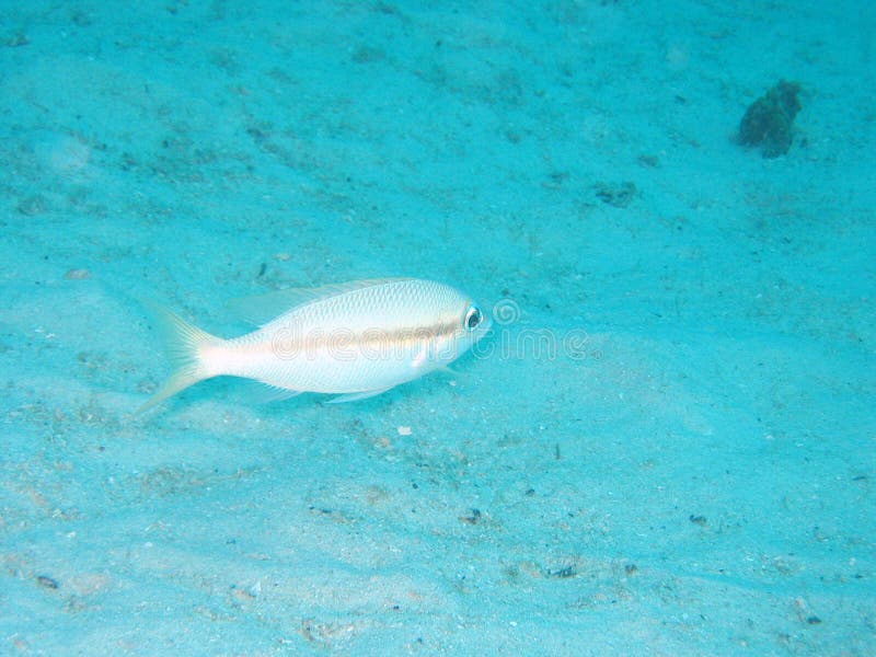 Ein Fisch stockbild. Bild von essbar, unterwasser, geöffnet - 30253